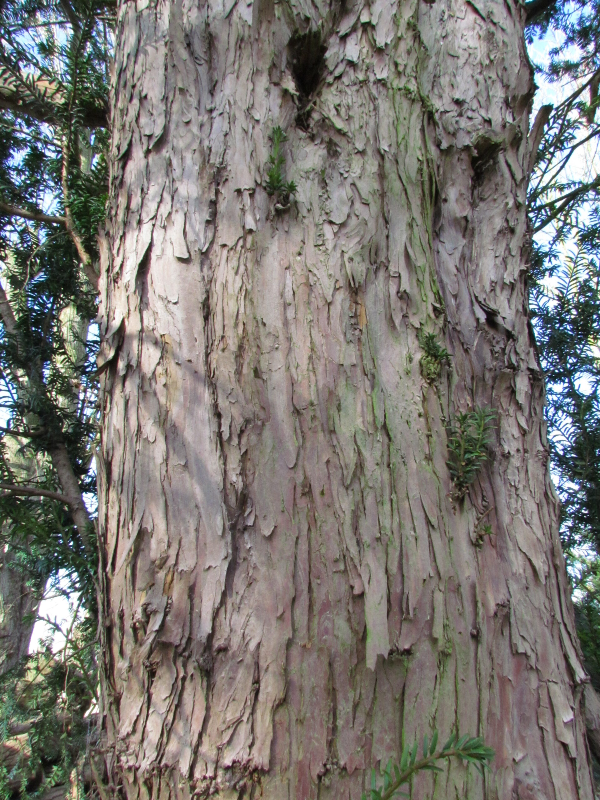 If commun - arbre toxique - Identification et dangers