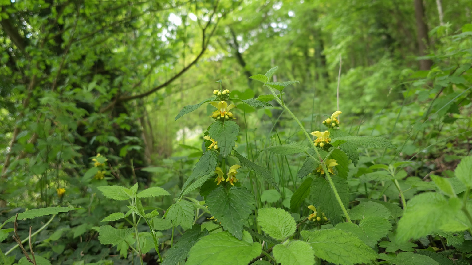 Lamier blanc : une délicieuse plante sauvage comestible