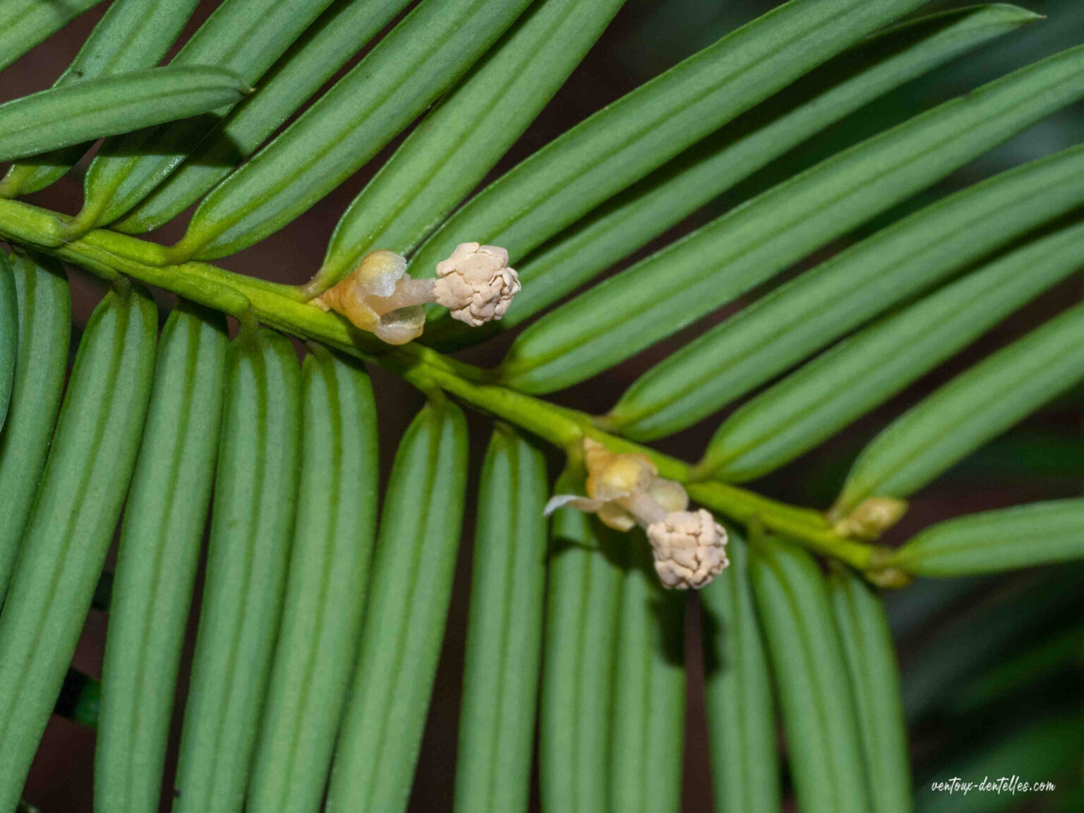 If commun - arbre toxique - Identification et dangers
